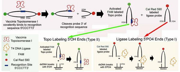 Apoptosis & Cell Death Assays - Apoptosis & Cell Death Assays